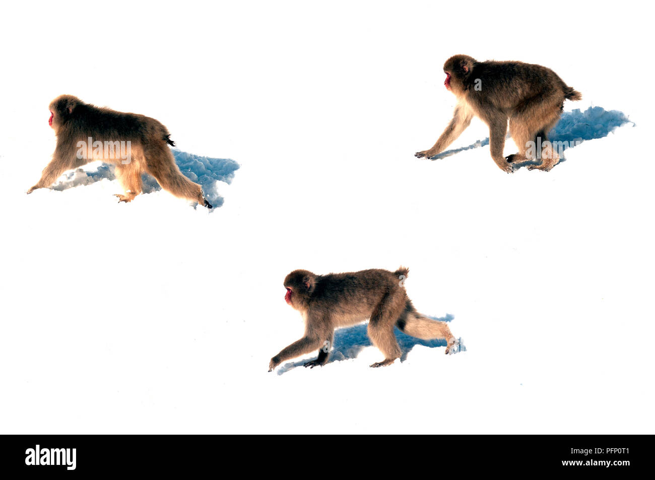 Japanese macaque or snow japanese monkey (Macaca fuscata),Japan Stock ...