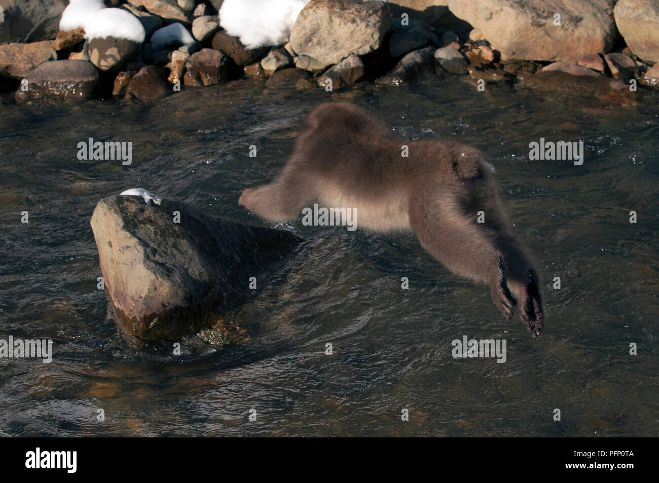Japanese macaque or snow japanese monkey (Macaca fuscata) Jumping the ...