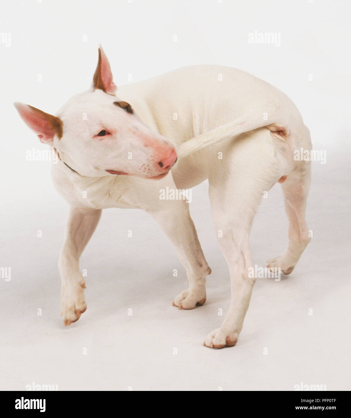 Dog chasing tail Stock Photo - Alamy