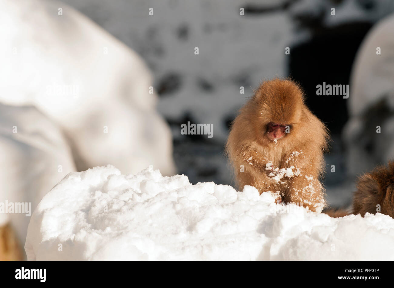 Japanese macaque or snow japanese monkey (Macaca fuscata), Japan Stock ...