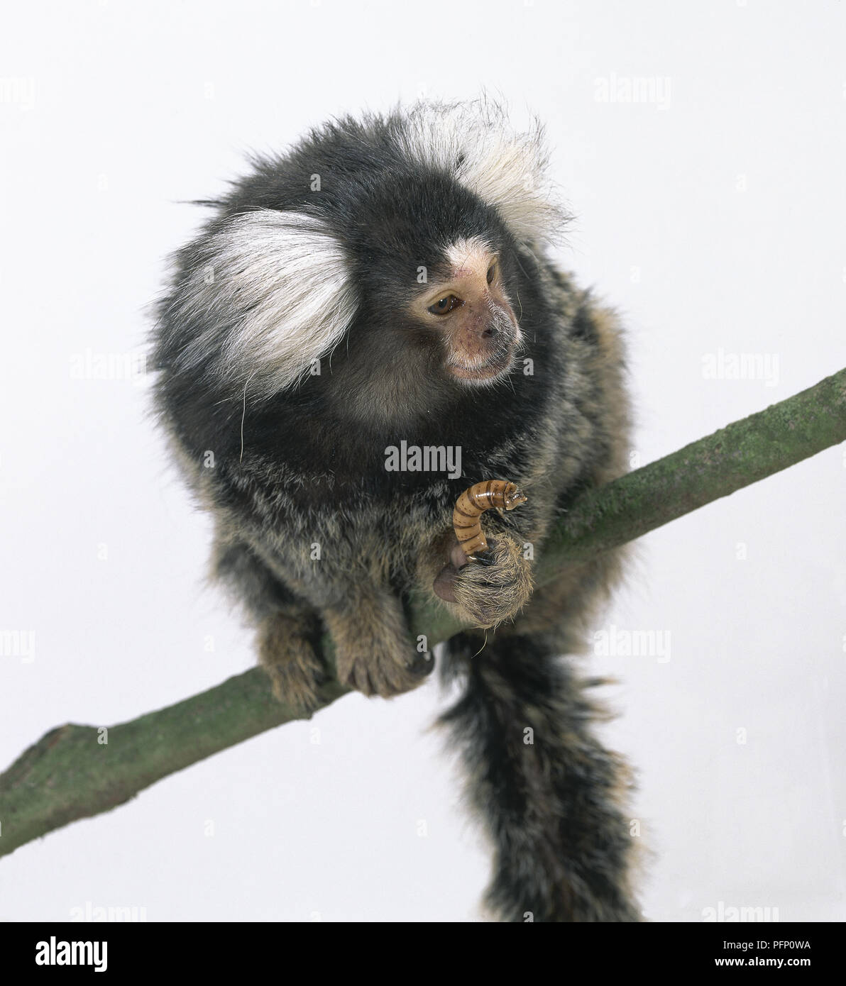 Common Marmoset, Callithrix jacchus, with worm in hand sitting on ...