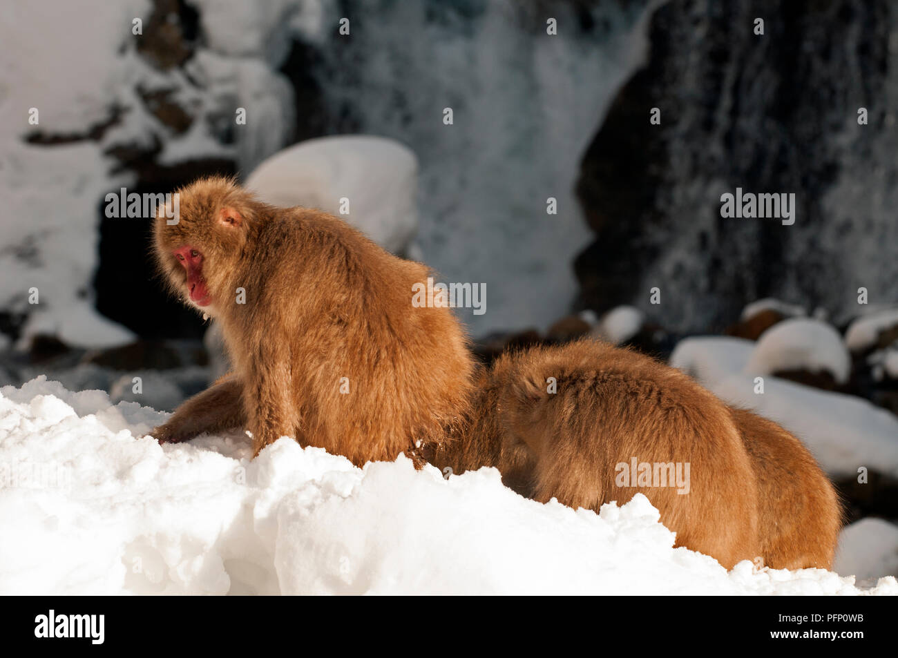 Japanese macaque or snow japanese monkey (Macaca fuscata), Japan Stock ...