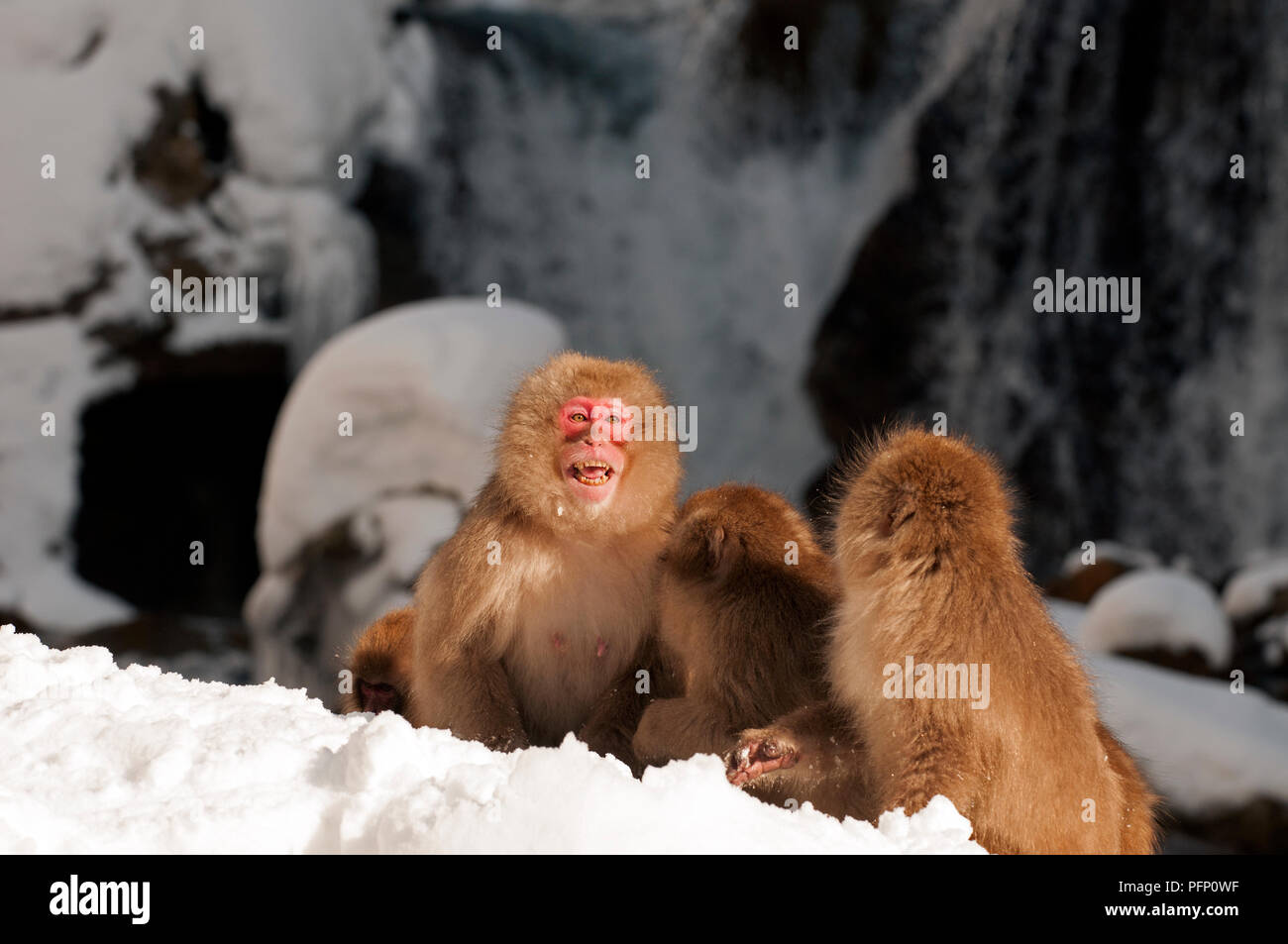 Japanese macaque or snow japanese monkey (Macaca fuscata) family, Japan ...