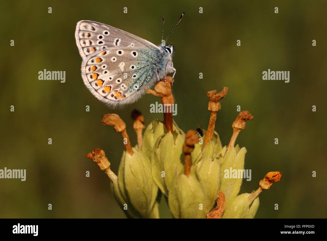 Male Common Blue Butterfly (1st Generation Stock Photo - Alamy