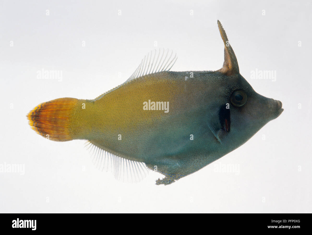 Grey-blue and yellow triggerfish, side view Stock Photo - Alamy