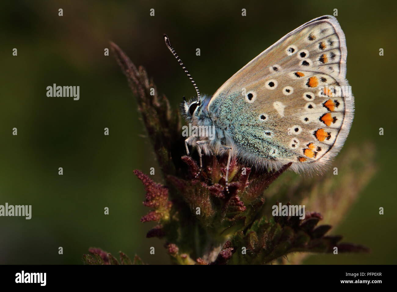 Male Common Blue Butterfly (1st Generation Stock Photo - Alamy