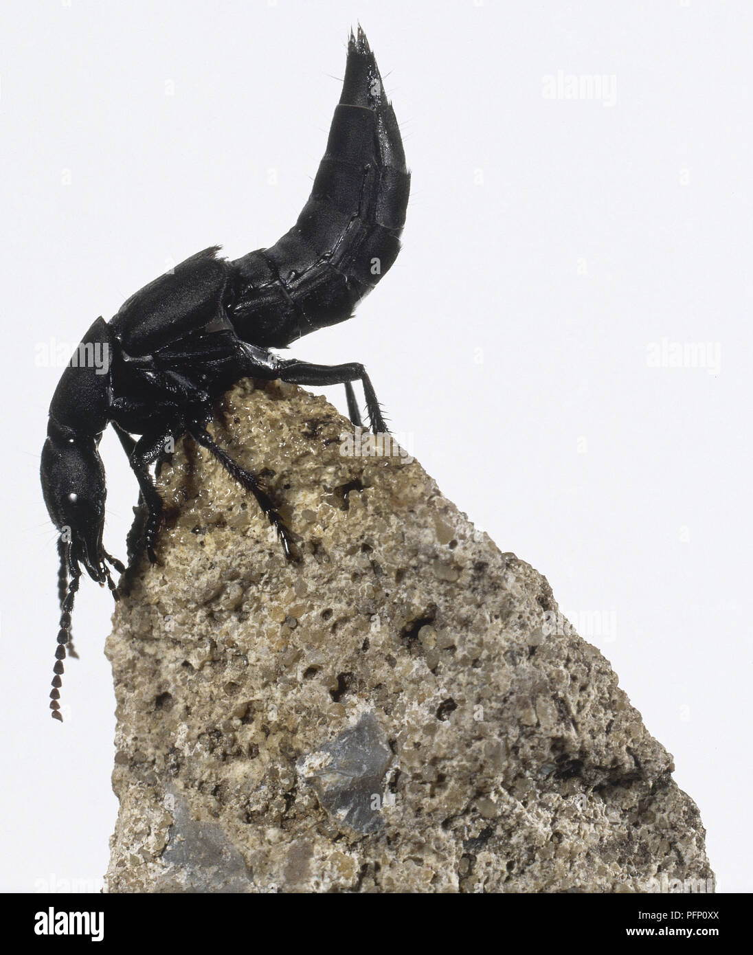 Side view of Devil's Coach Horse Beetle, Staphylinus olens, perched on ...
