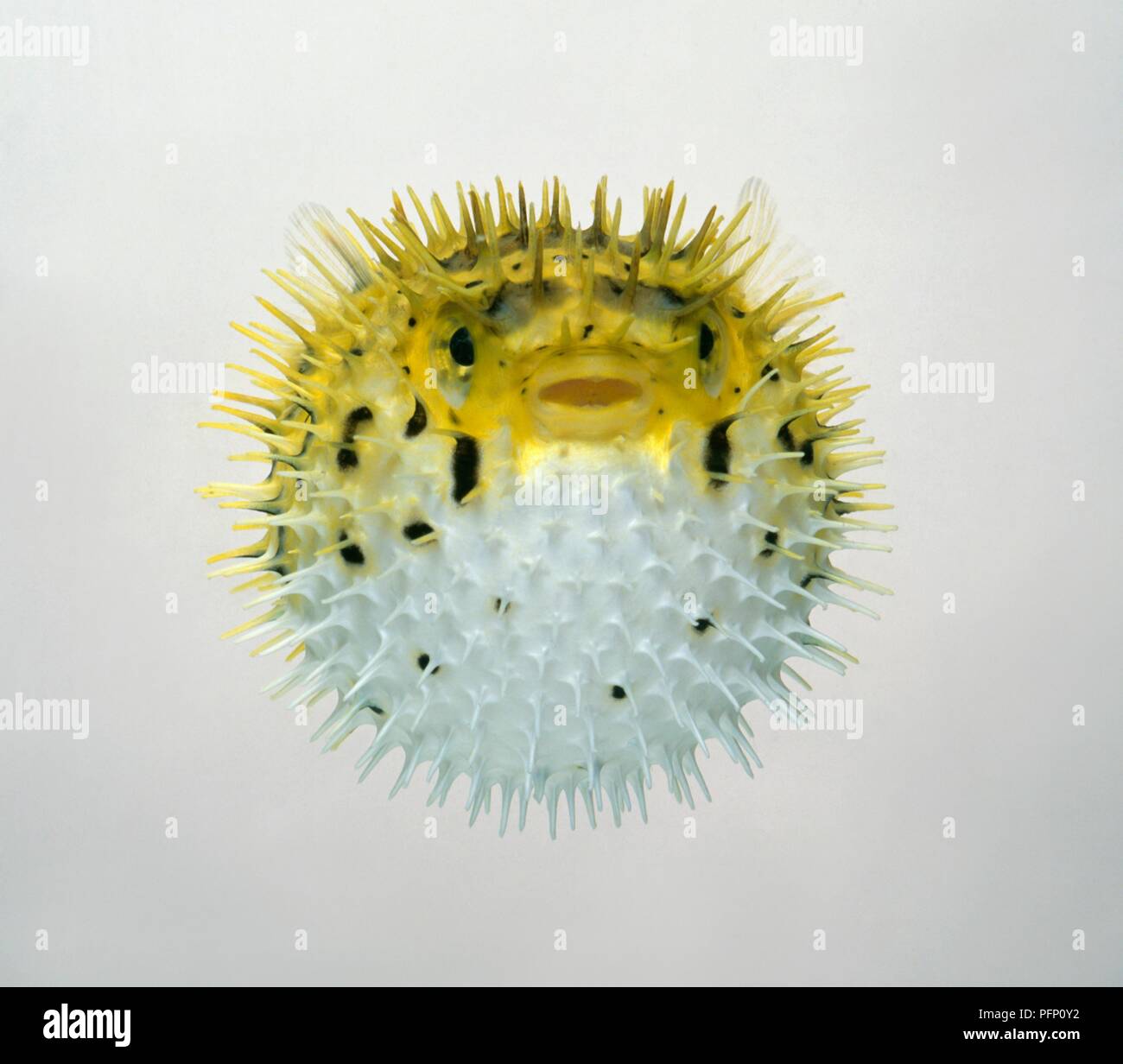 Spiny puffer fish hi-res stock photography and images - Alamy