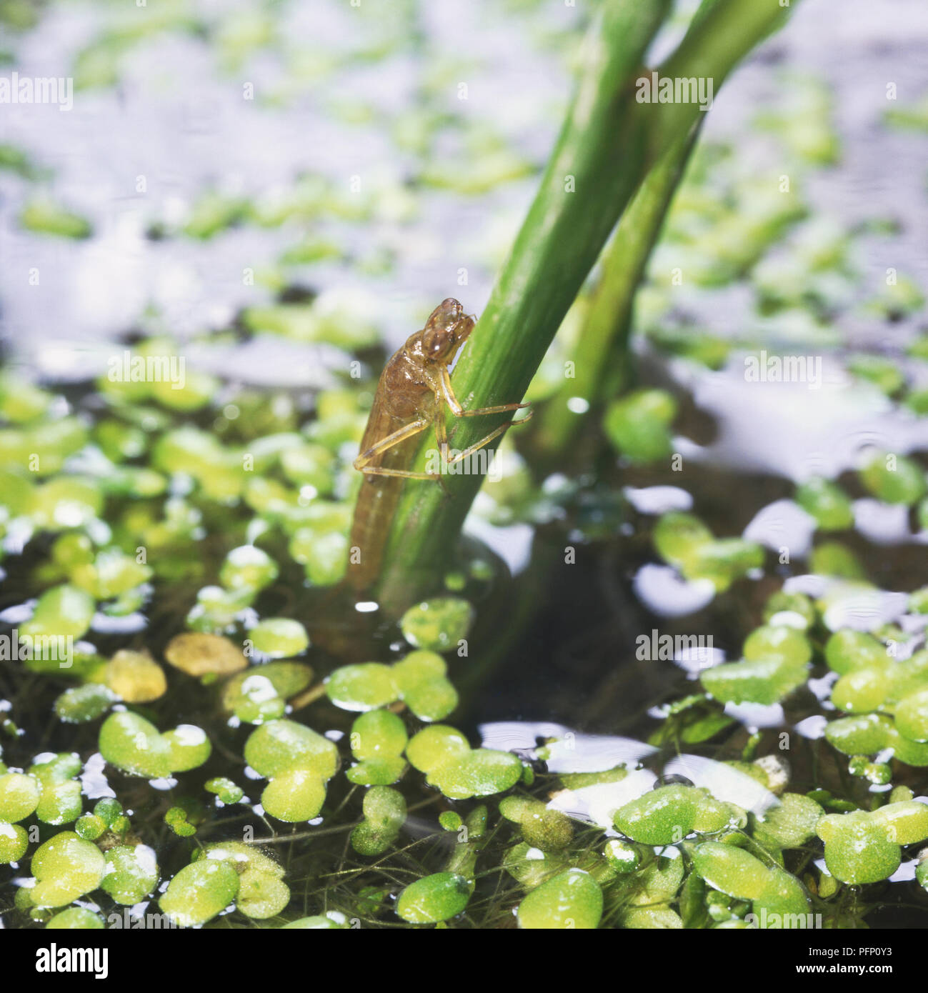 Mature Dragonfly nymph (Anisoptera) crawling up stem out of water Stock ...