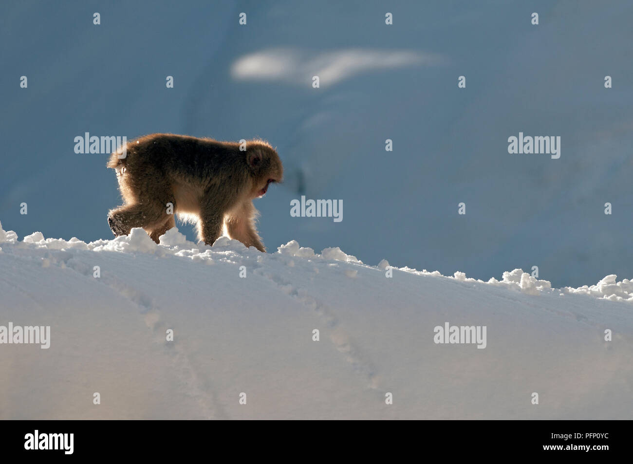 Japanese macaque or snow japanese monkey (Macaca fuscata), Japan Stock ...