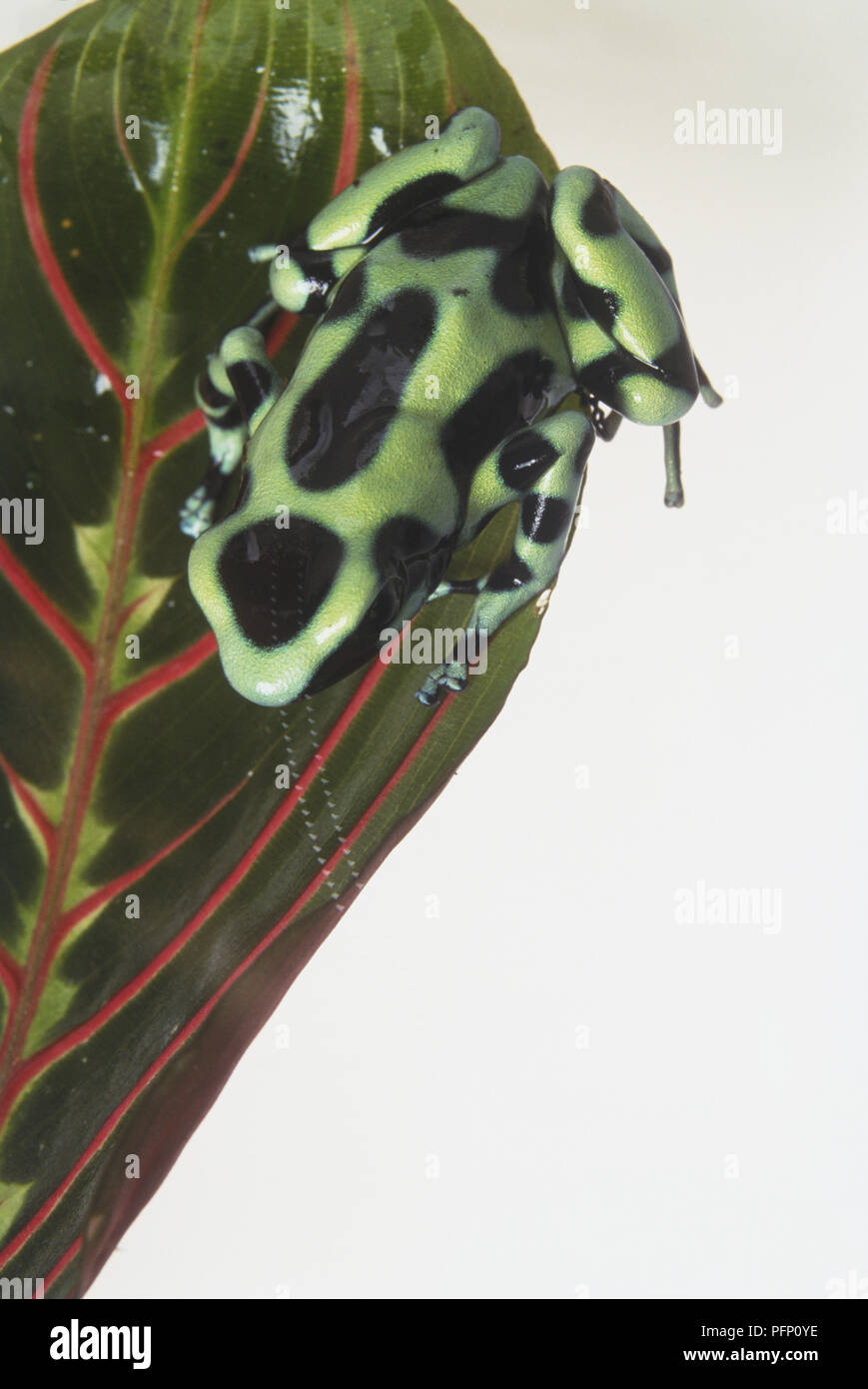 Dyeing black poison dart frog hi-res stock photography and images - Alamy