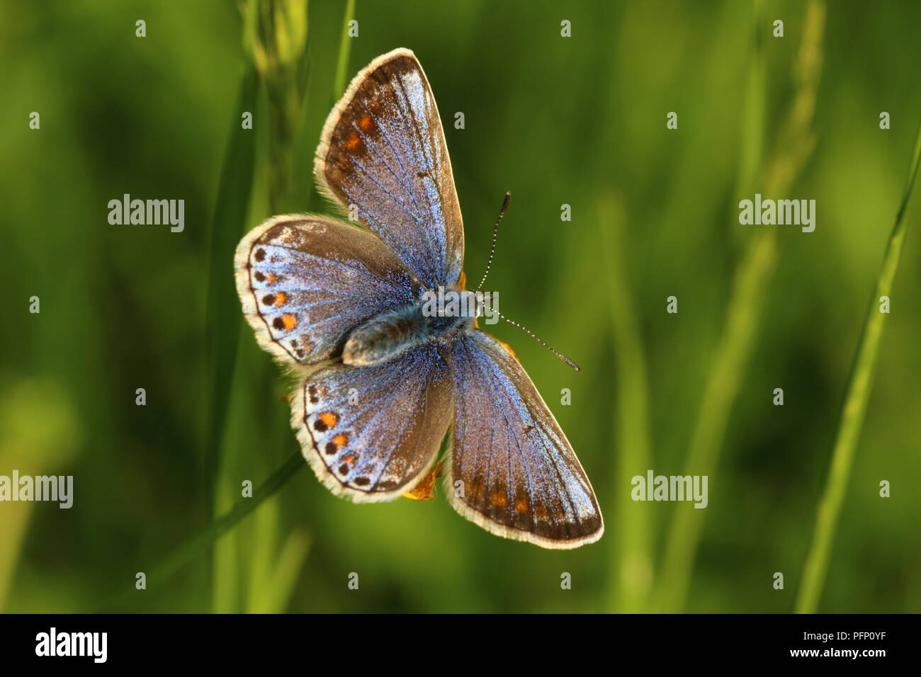 Female Common Blue Butterfly (1st Generation Stock Photo - Alamy
