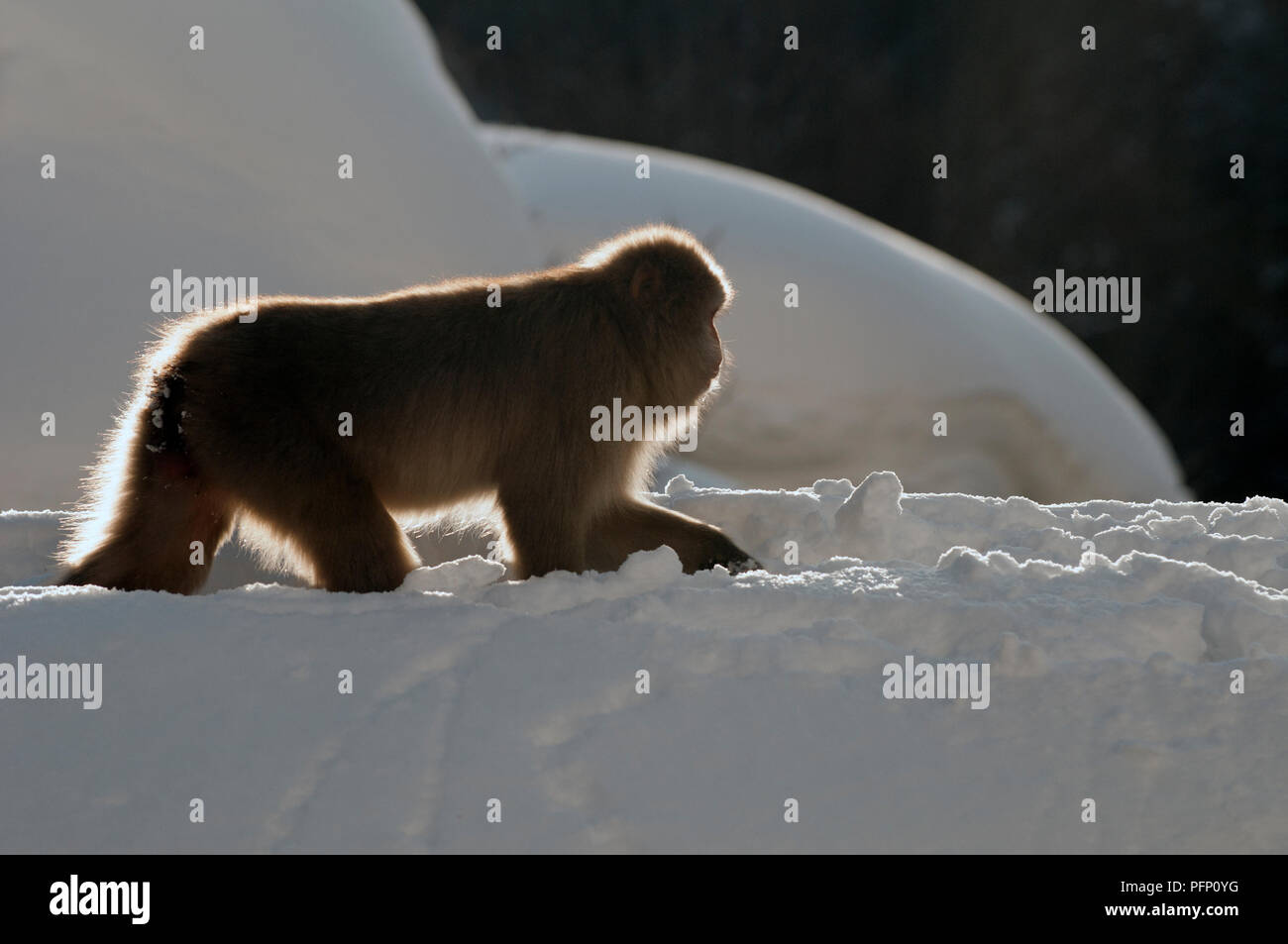 Japanese macaque or snow japanese monkey (Macaca fuscata), Japan Stock ...