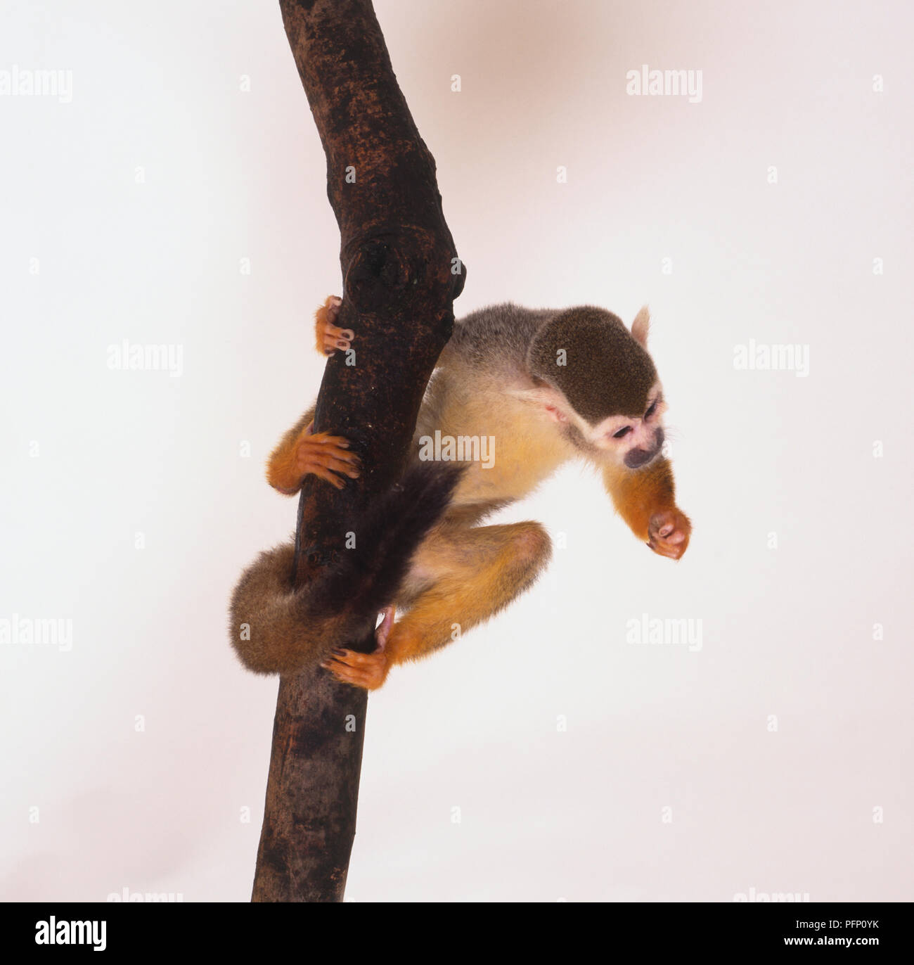 Acrobatic monkeys hi-res stock photography and images - Alamy