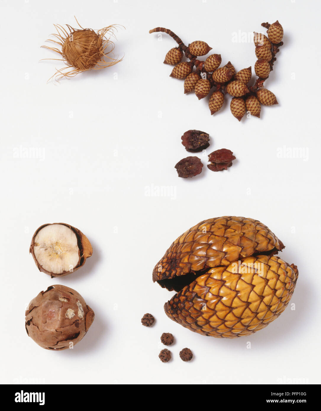 Cluster of fruit from rattan palm Stock Photo - Alamy
