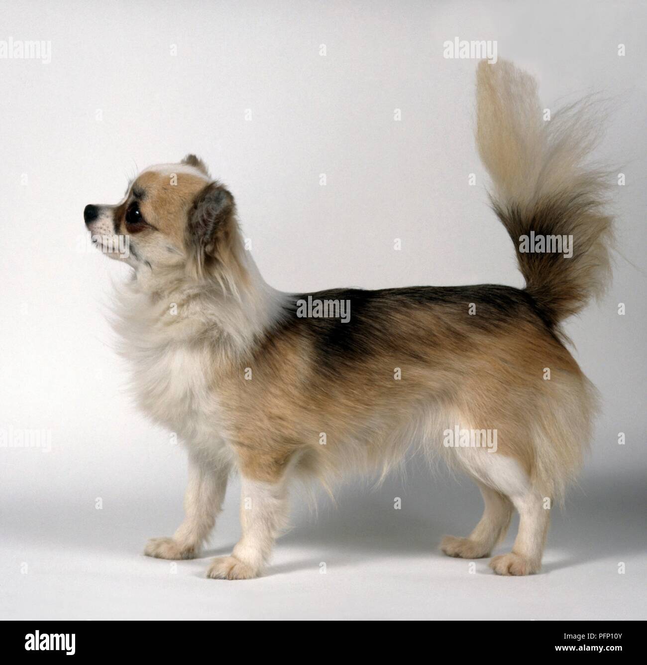 Long hair Chihuahua, standing Stock Photo - Alamy