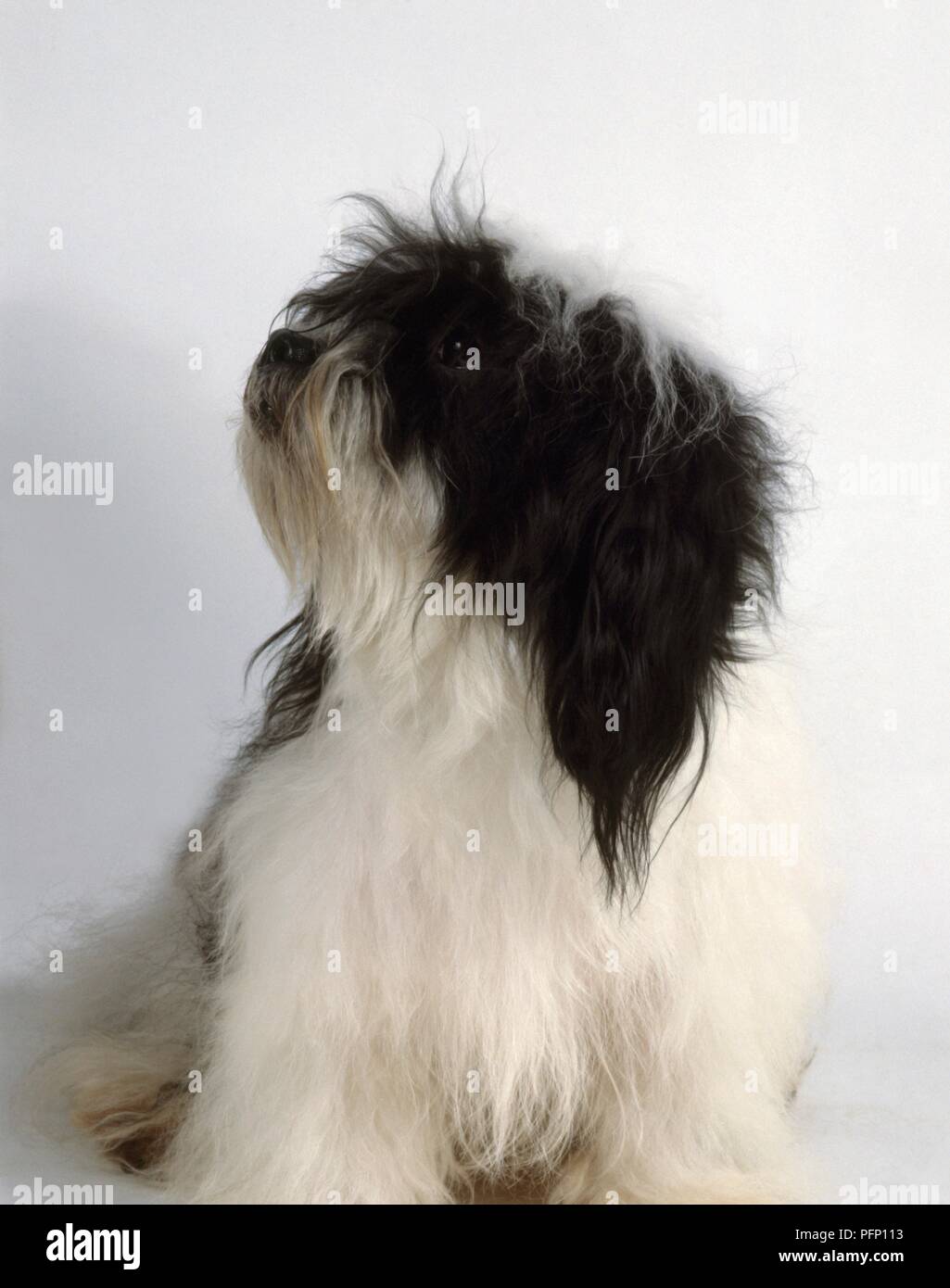 Kyi Leo dog, looking up Stock Photo - Alamy