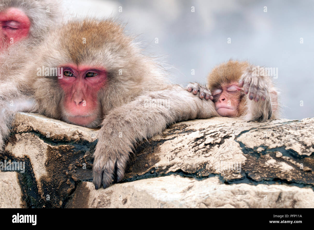 Japanese macaque or snow japanese monkey (Macaca fuscata) young and mom ...