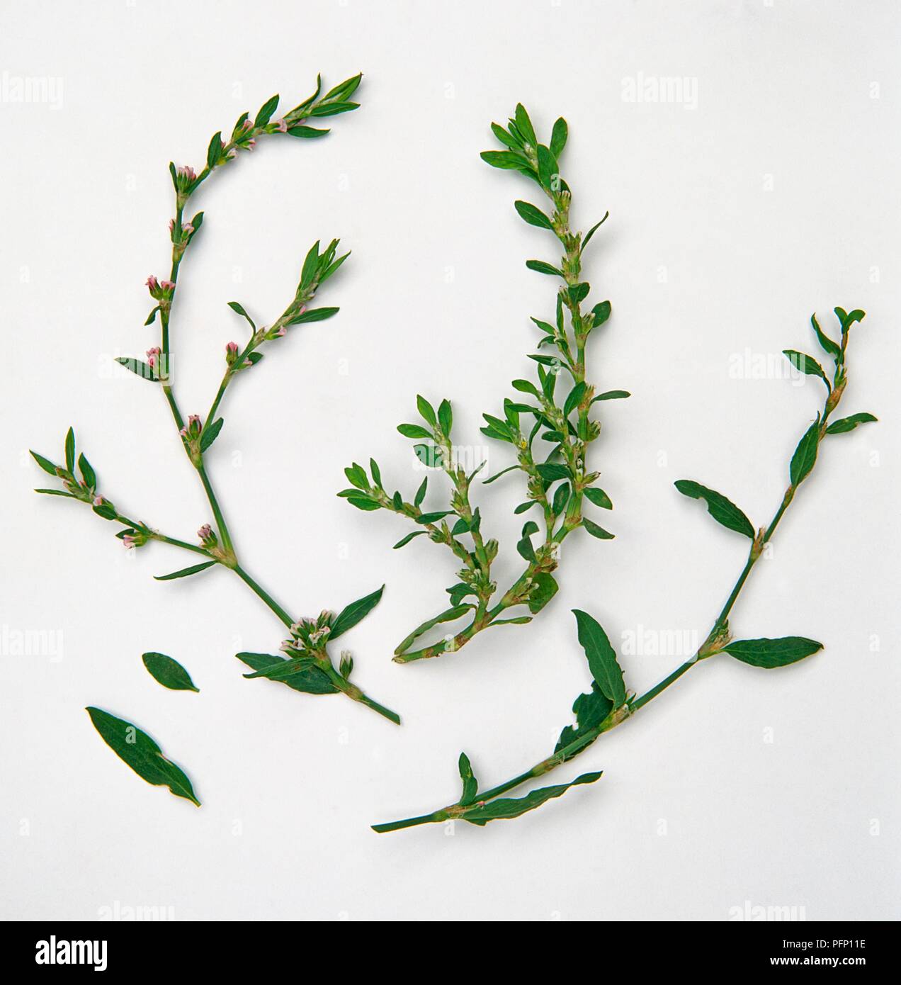 Polygonum aviculare (Knotweed), stems with tiny flowers and leaves ...