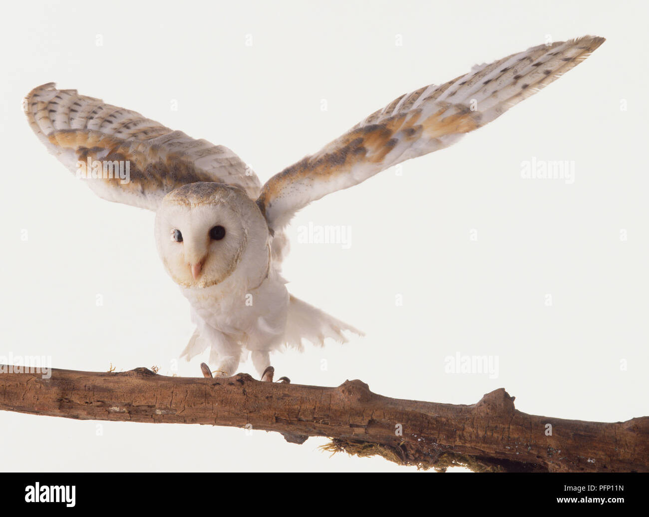 Barn owl, Tyto alba, standing on branch with wings outstretched, front ...