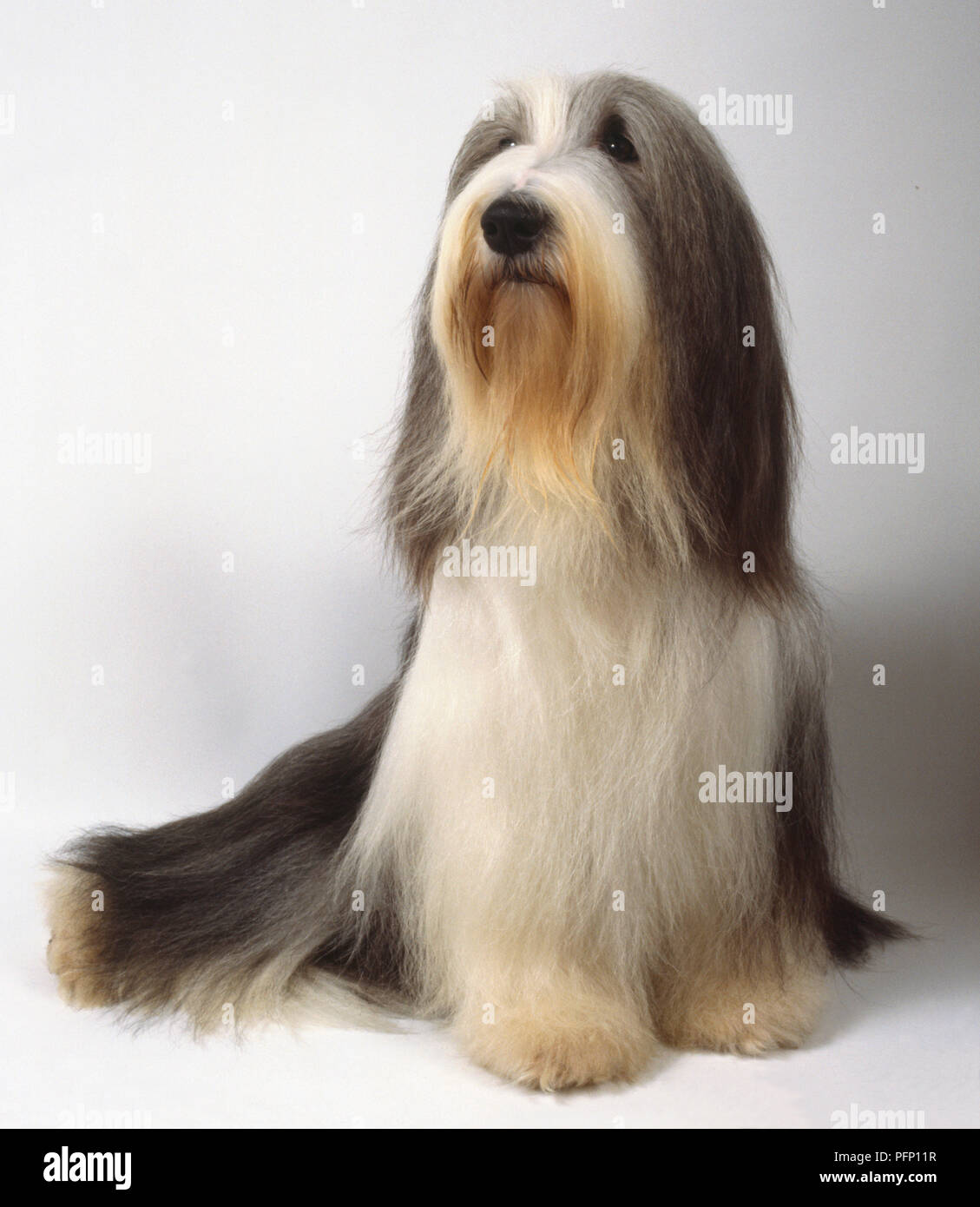 A gray and white bearded collie with a long silky coat and a brown ...
