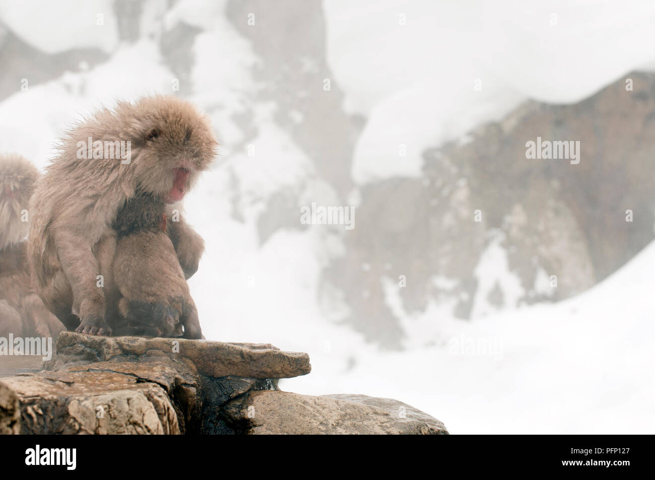 Japanese macaque or snow japanese monkey (Macaca fuscata) young and mom ...
