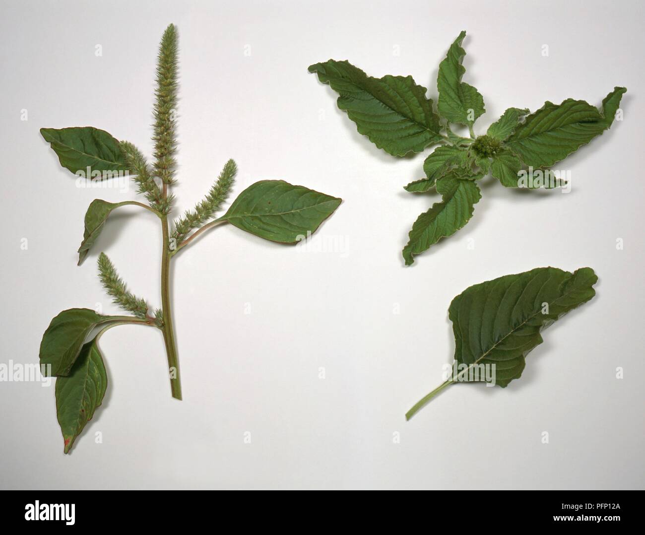 Amaranthus cruentus (Amaranth), leaves and stem with flower spikes ...