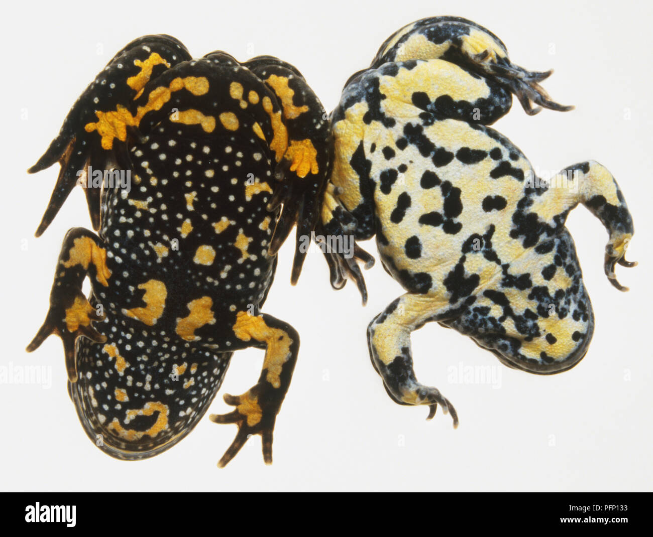 Underside of Yellow Bellied Toad and European Fire Bellied Toad Stock ...