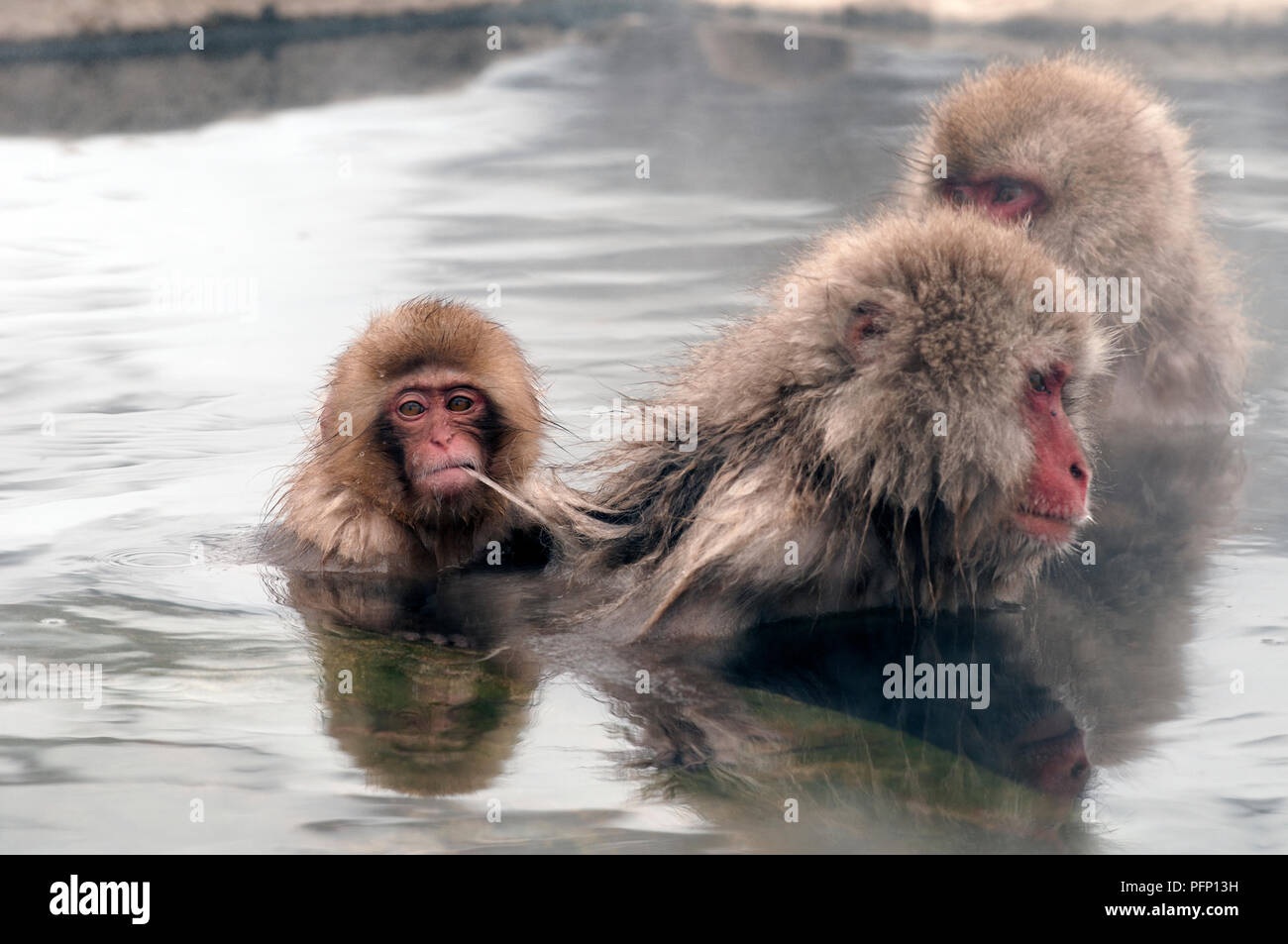 Japanese macaque or snow japanese monkey (Macaca fuscata) baby in onsen ...
