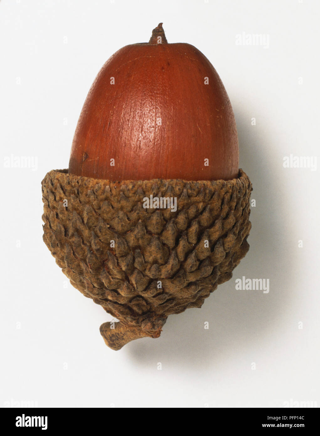 Quercus alba, acorn Stock Photo - Alamy