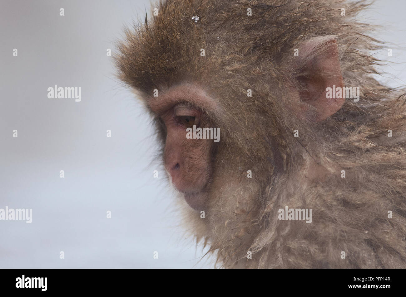 Japanese macaque or snow japanese monkey (Macaca fuscata) young, Japan ...