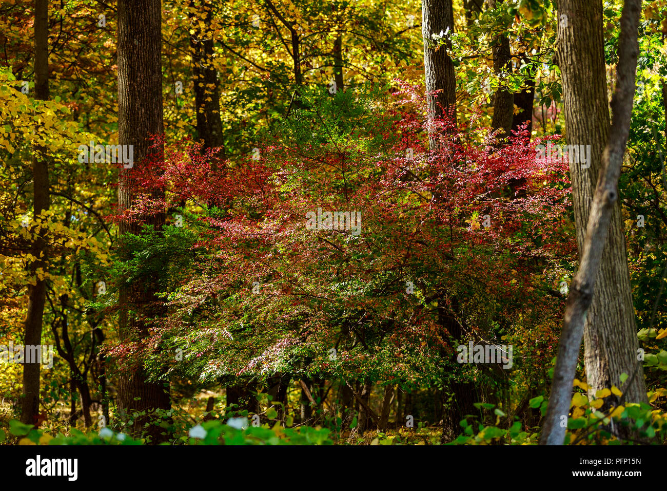 Aautumn hi-res stock photography and images - Alamy