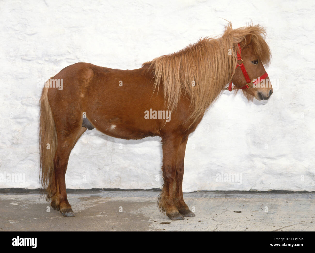Skyrian Horse also known as Skyrian Pony, or Skyros Pony, chestnut with ...