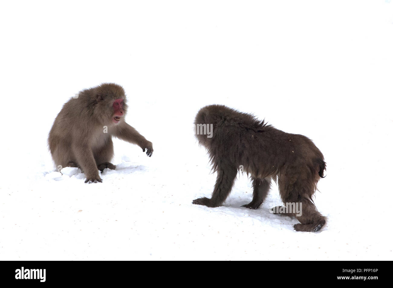 Japanese macaque or snow japanese monkey , fighting the cold (Macaca ...