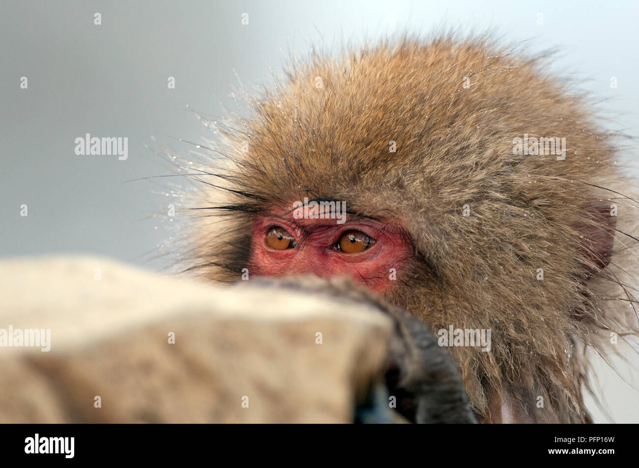 Japanese macaque or snow japanese monkey, portrait (Macaca fuscata ...