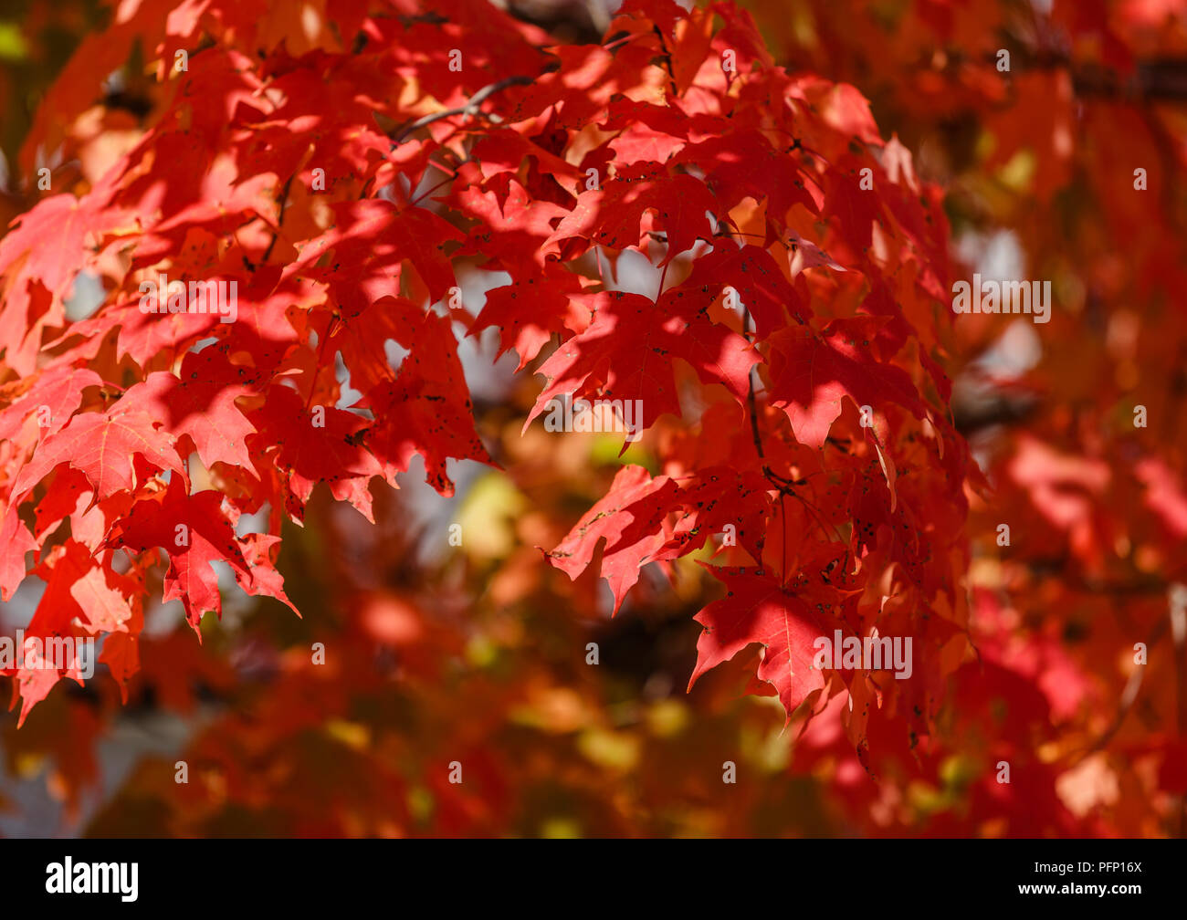 Red leaf canopy hi-res stock photography and images - Alamy