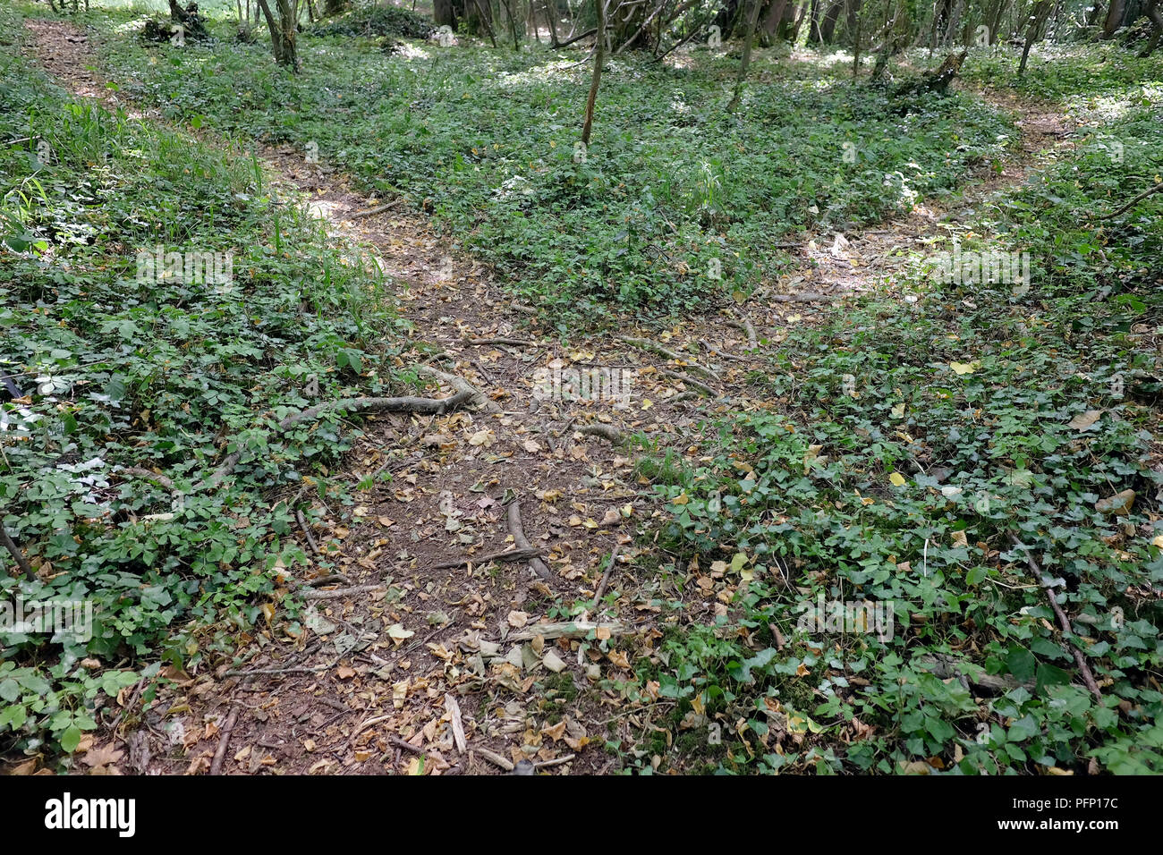 July 2018 - Choices, a divided woodland path Stock Photo - Alamy