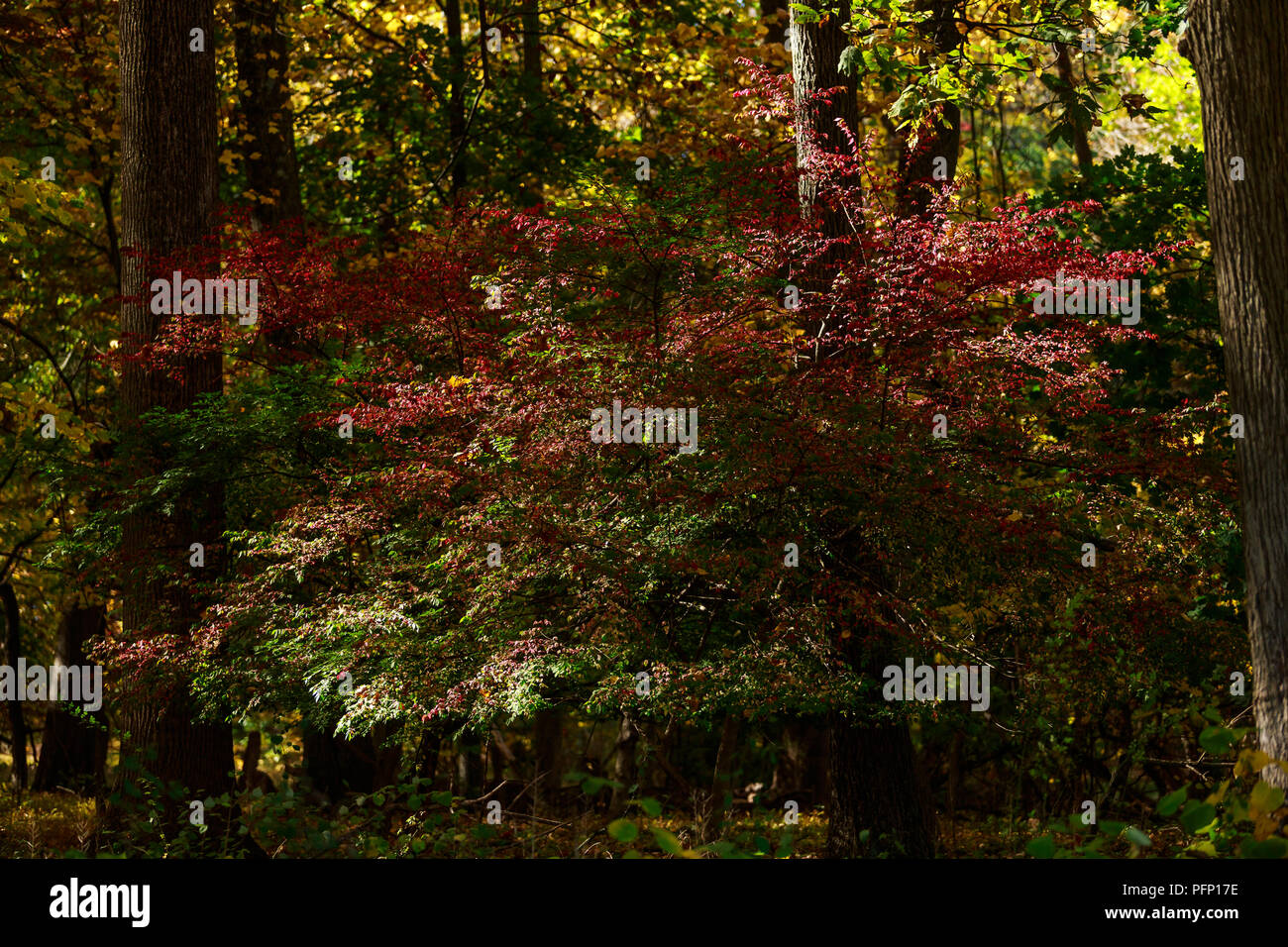 Rich fall colors hi-res stock photography and images - Alamy