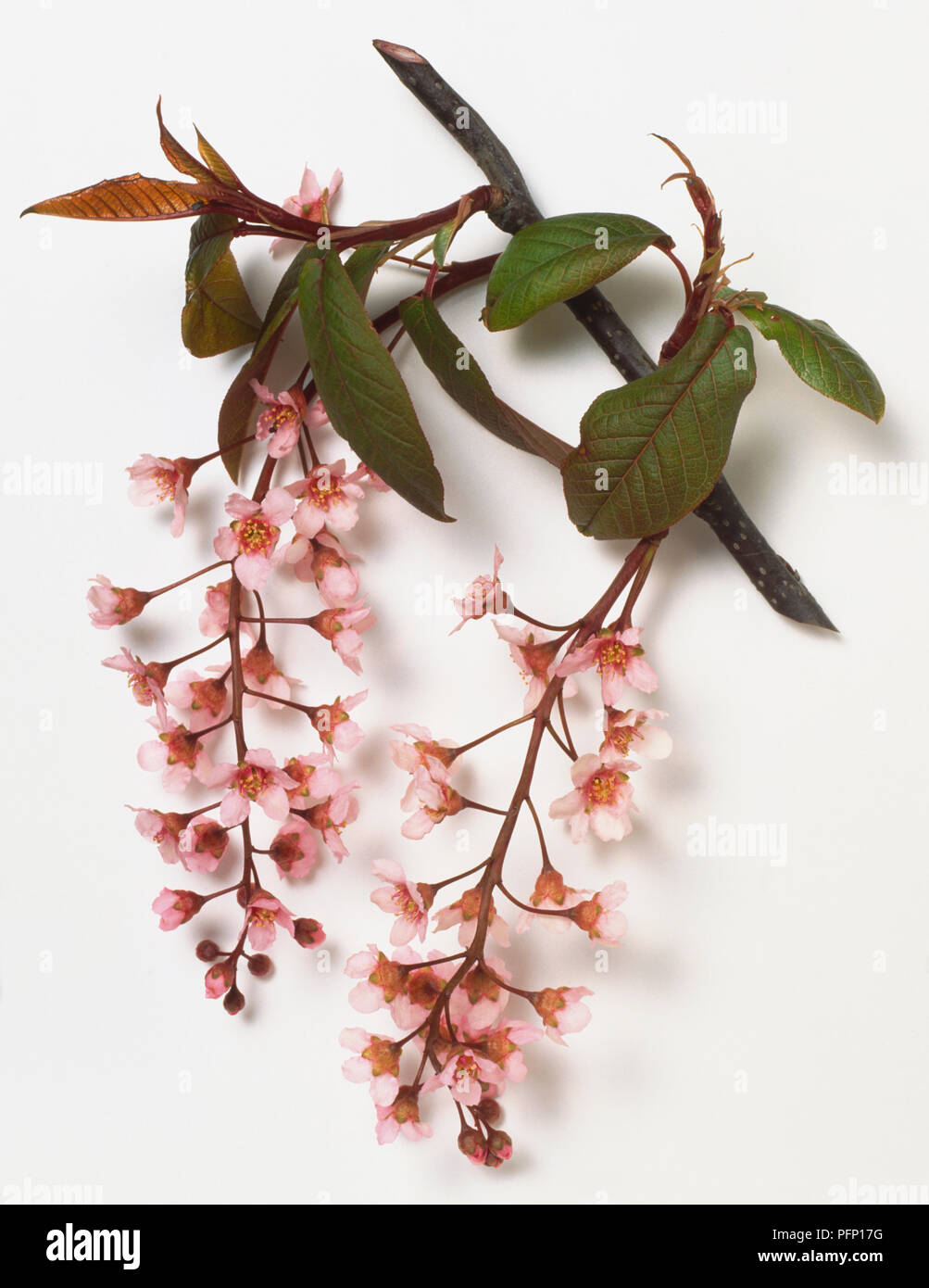 Bird cherry colorata hi-res stock photography and images - Alamy