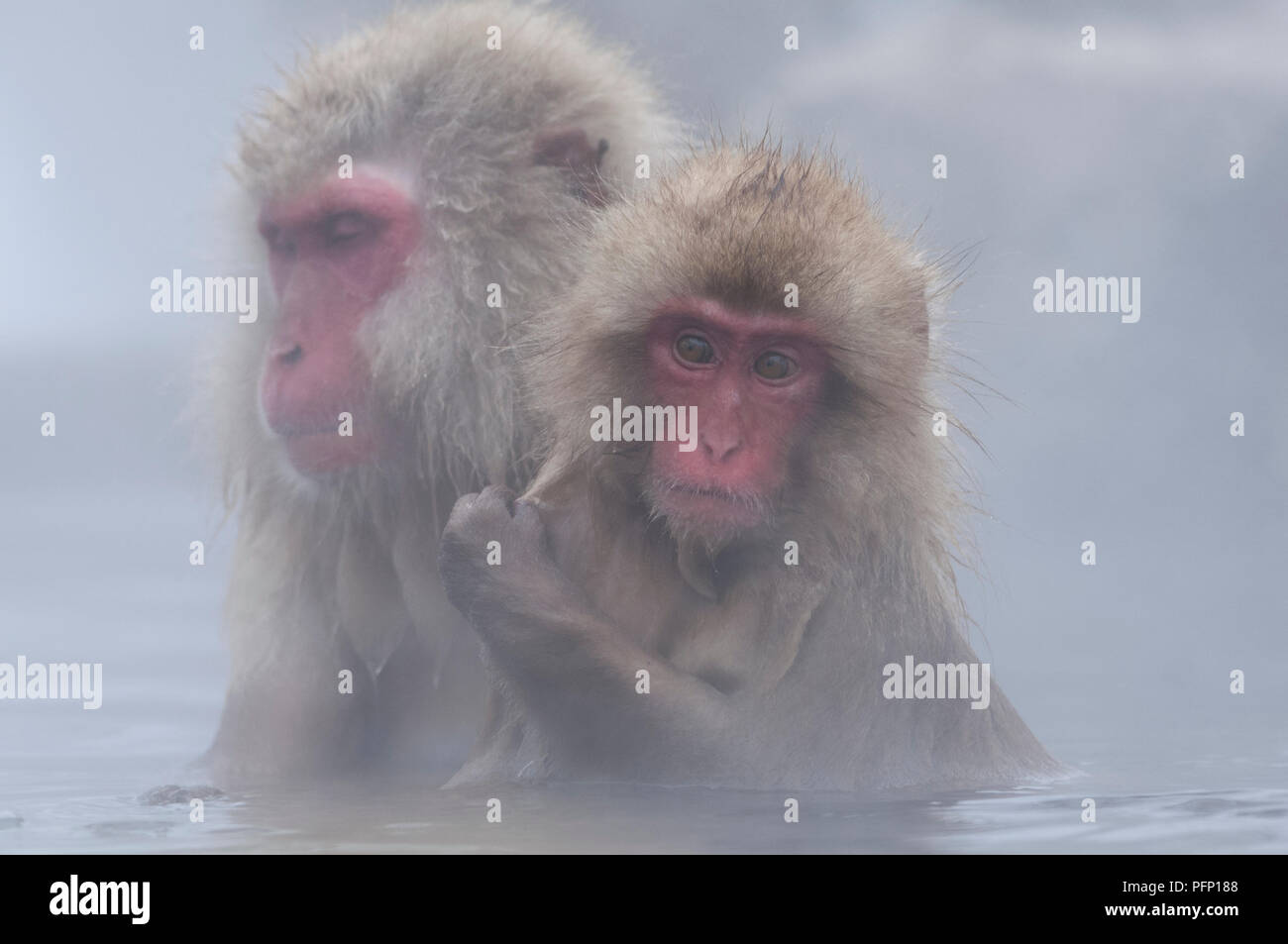 Japanese macaque or snow japanese monkey, young in the mist (Macaca ...