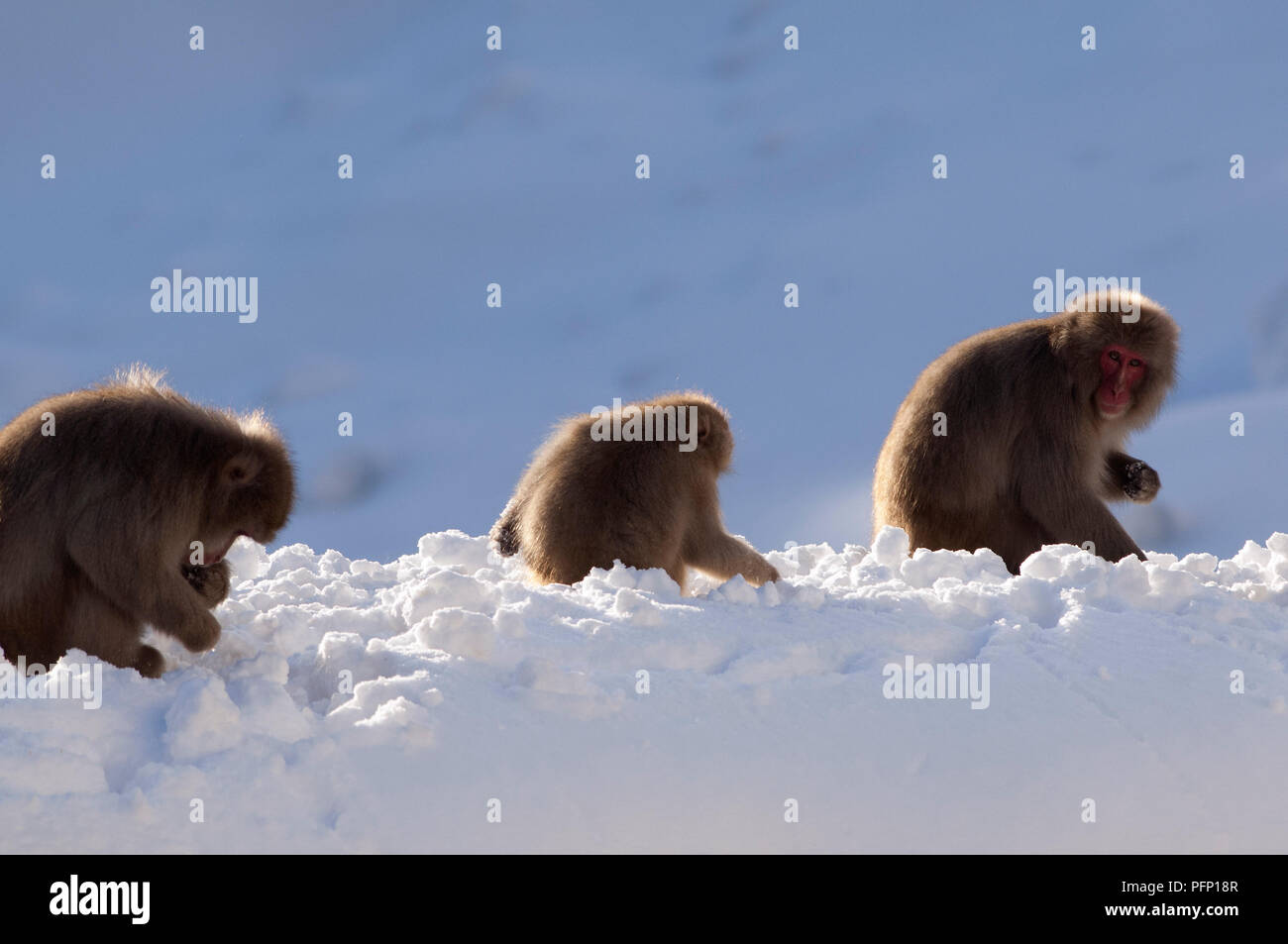 Japanese macaque or snow japanese monkey, family (Macaca fuscata ...