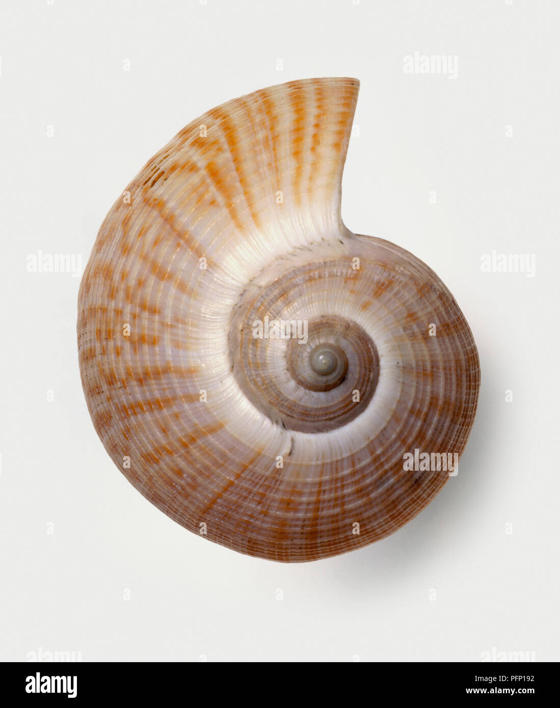 Graceful fig shell (Ficus gracilis Stock Photo - Alamy