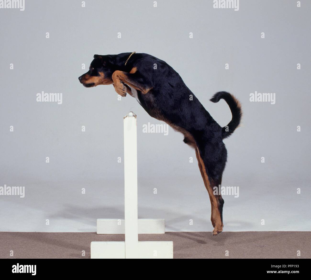 Rottweiler dog, leaps swiftly over a white hurdle Stock Photo - Alamy
