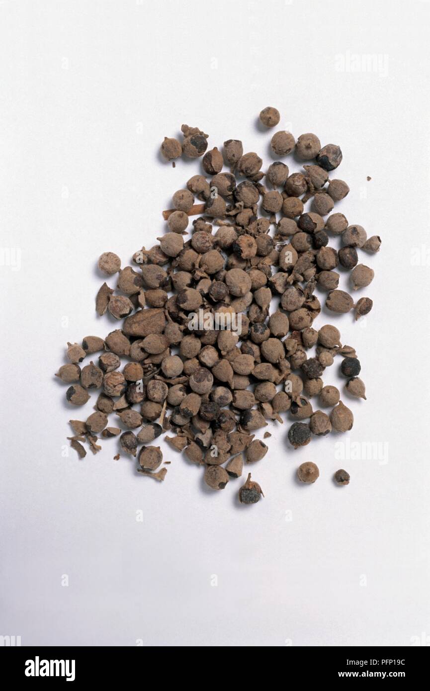 Dried berries from Vitex agnus-castus (Chaste tree Stock Photo - Alamy