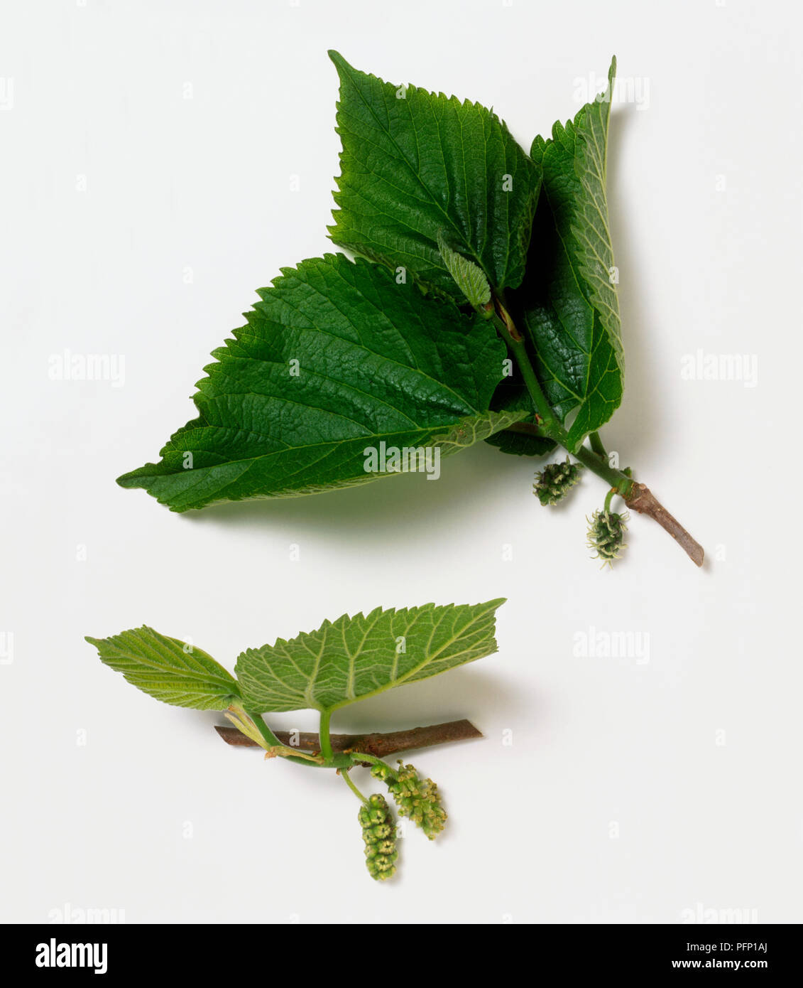 Two different branches of leaves and flowers from Morus nigra (Black ...