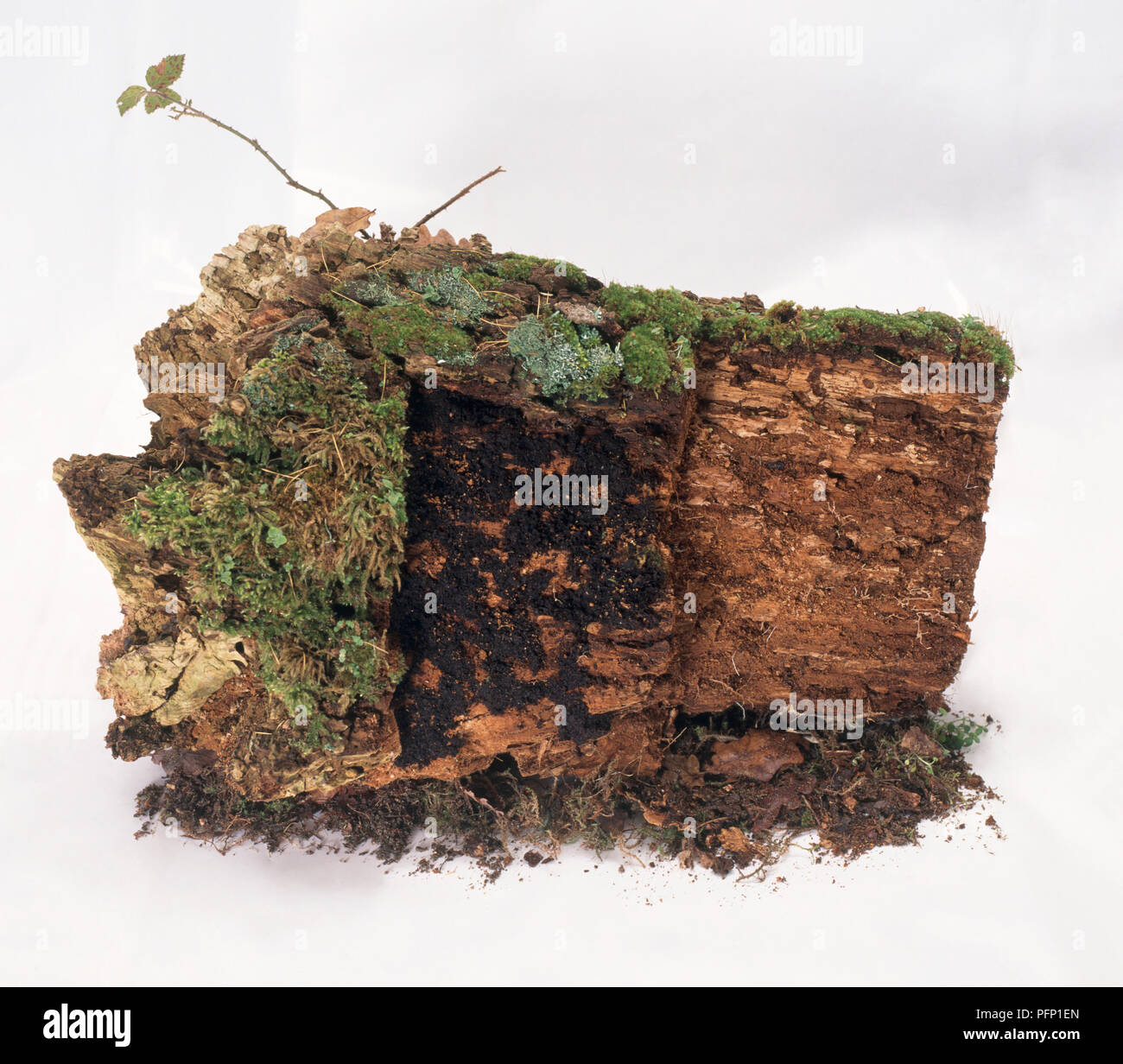 Rotting log with cross-section cut out, showing insect shelter, close ...