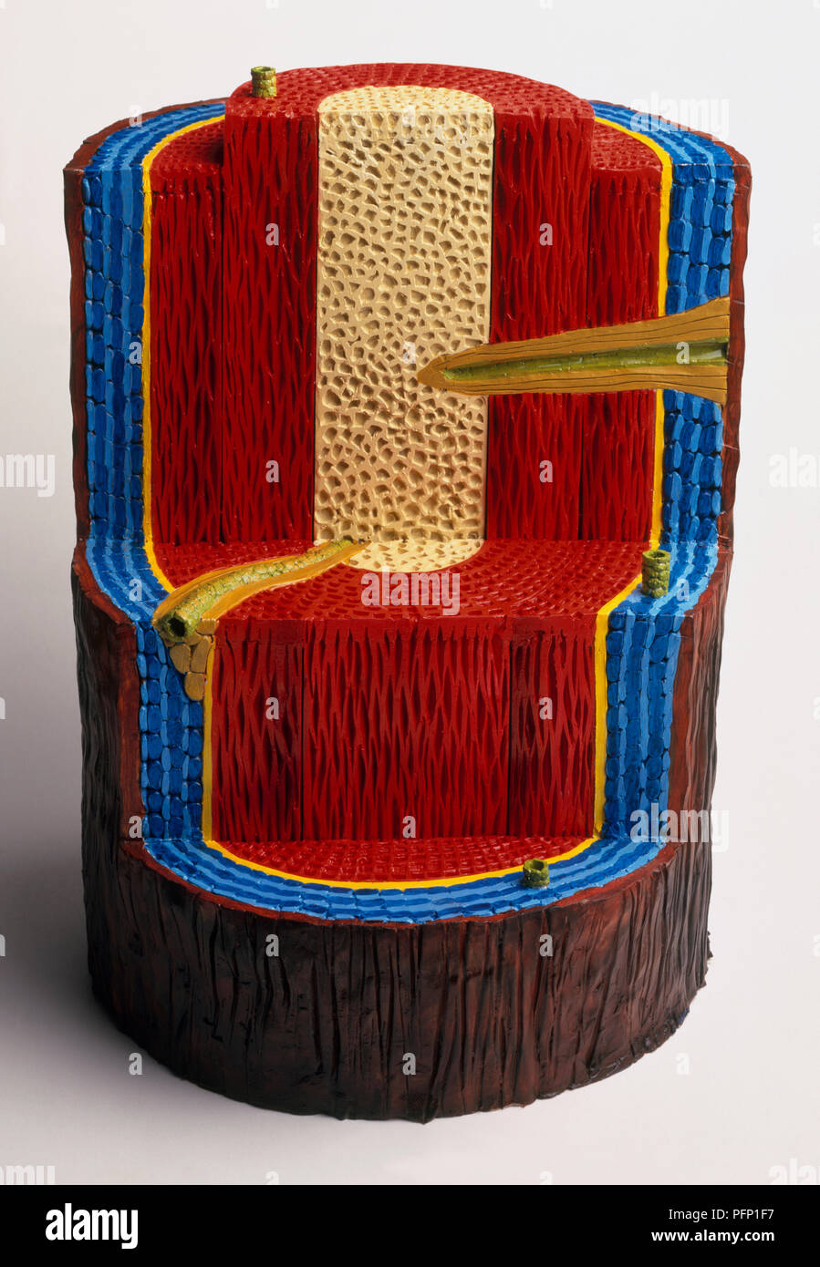 Cross-section model of a pine stem Stock Photo - Alamy