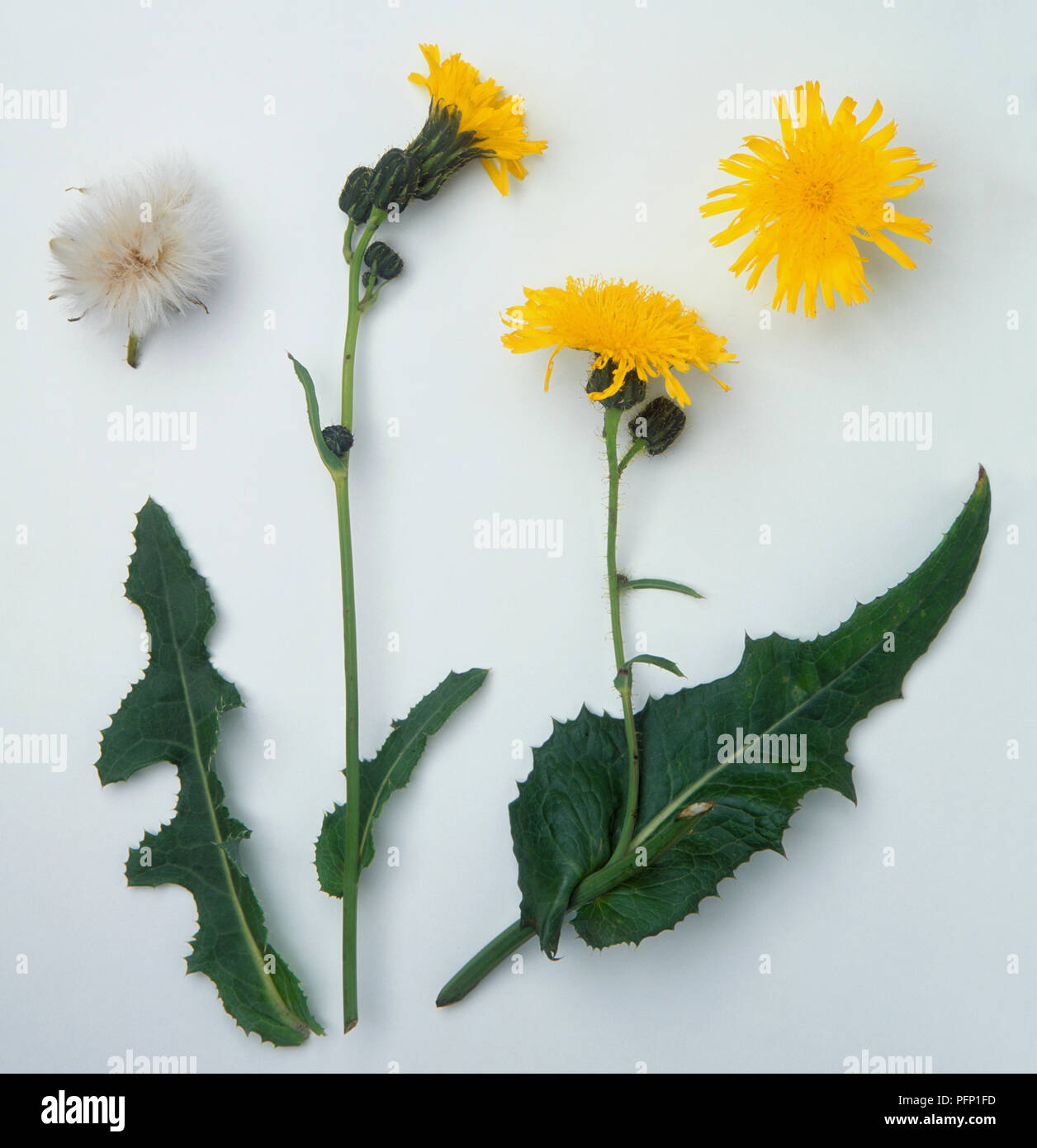 Flowers, pappus and leaves from Sonchus arvensis (Perennial sow thistle ...
