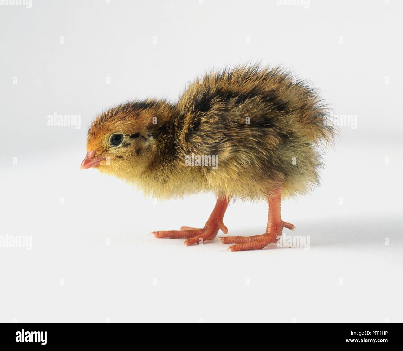 Japanese quail (Coturnix japonica) chick, side view Stock Photo - Alamy