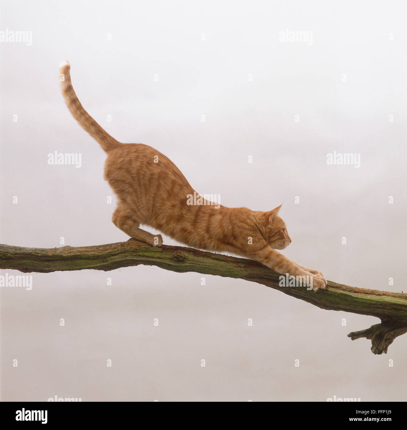 Ginger tabby cat stretching on branch, side view Stock Photo - Alamy
